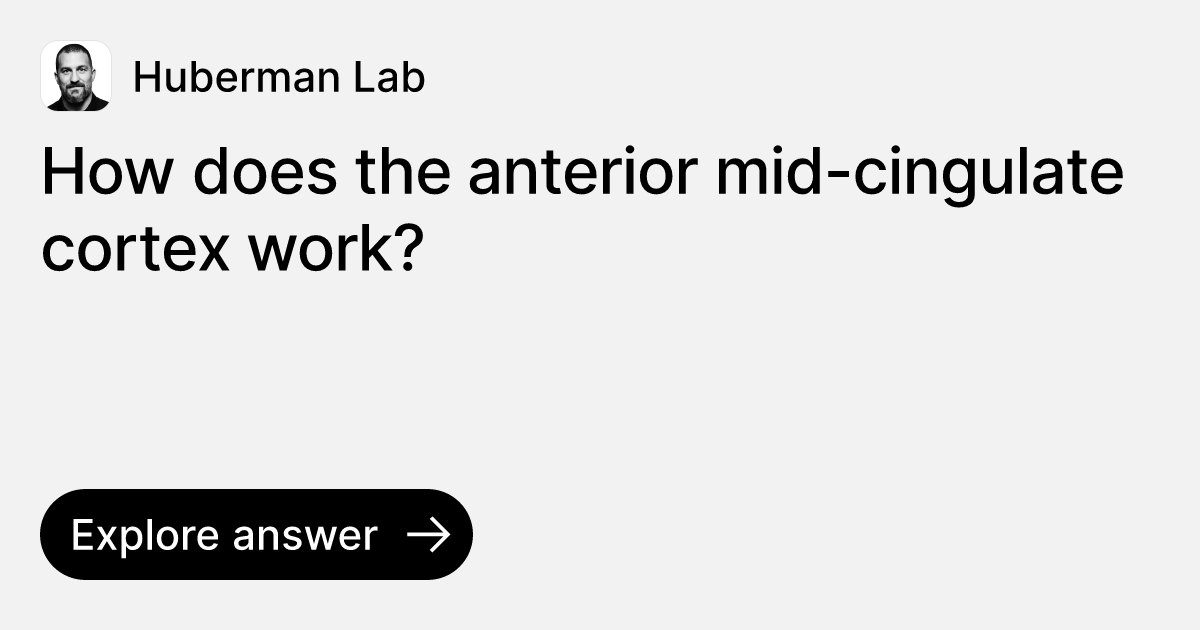 How does the anterior mid-cingulate cortex work? | Ask Huberman Lab